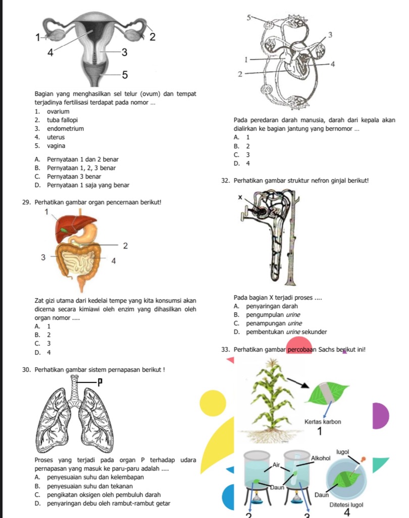 Bagian yang menghasilkan sel telur (ovum) | StudyX