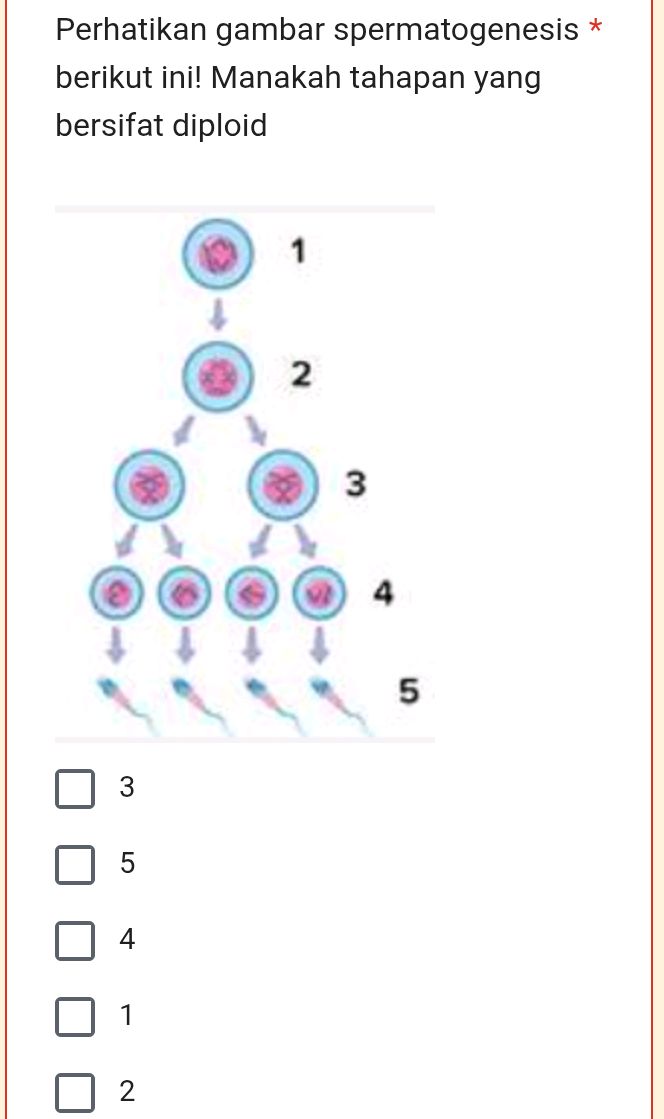 Perhatikan gambar spermatogenesis berikut | StudyX