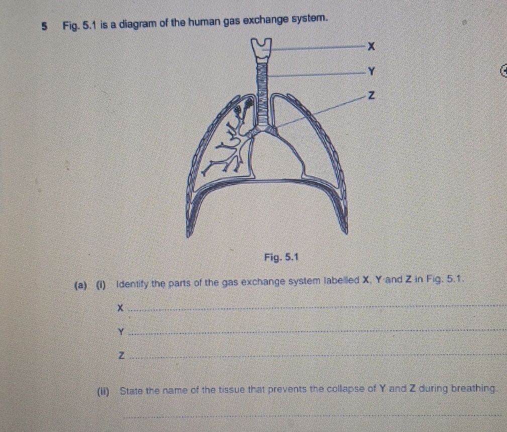 5 Fig. 5.1 is a diagram of the human gas | StudyX