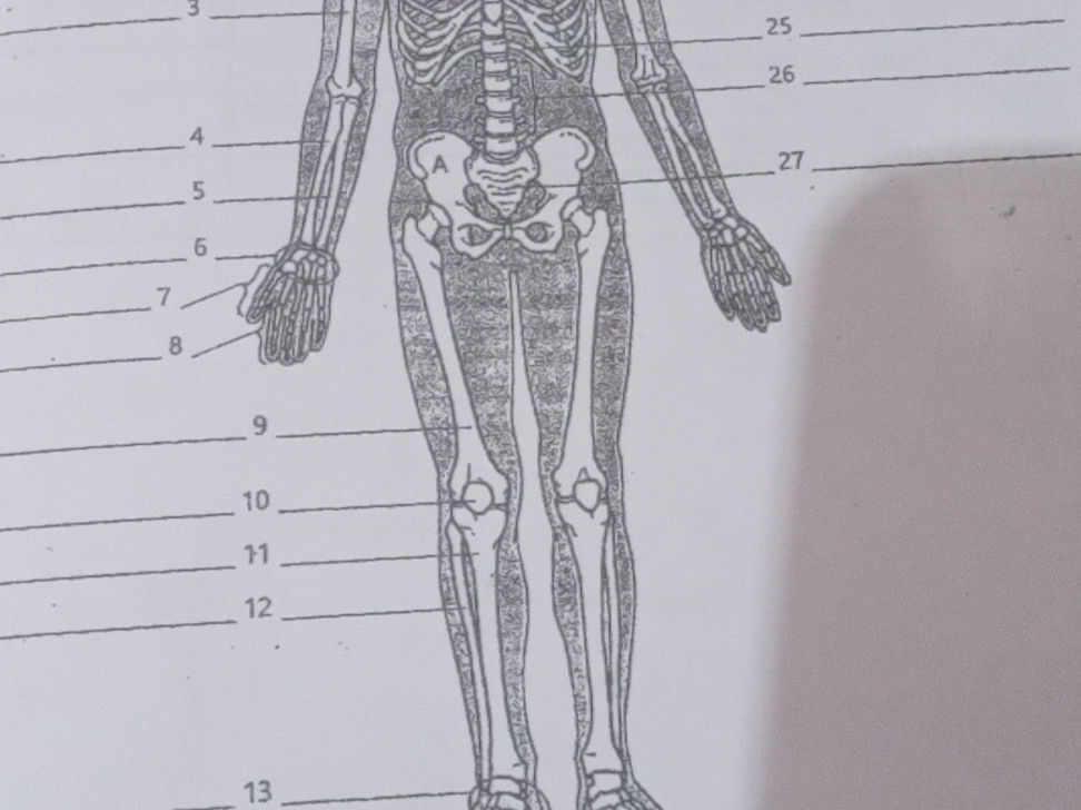 The image is a diagram of the human skeletal | StudyX