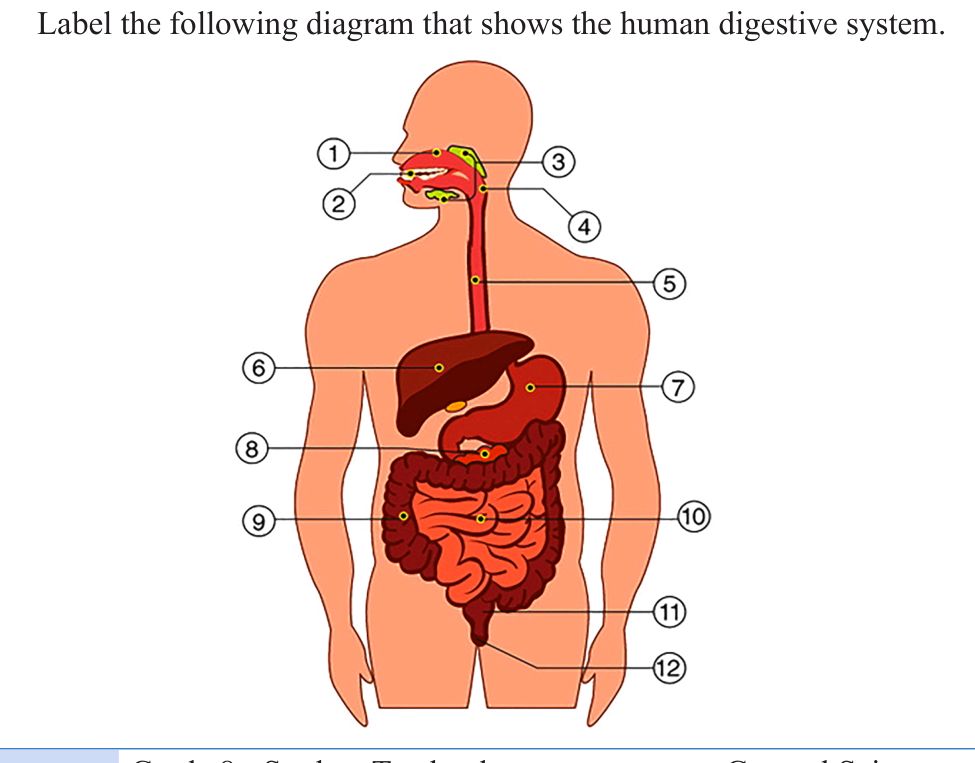 Label the following diagram that shows the | StudyX