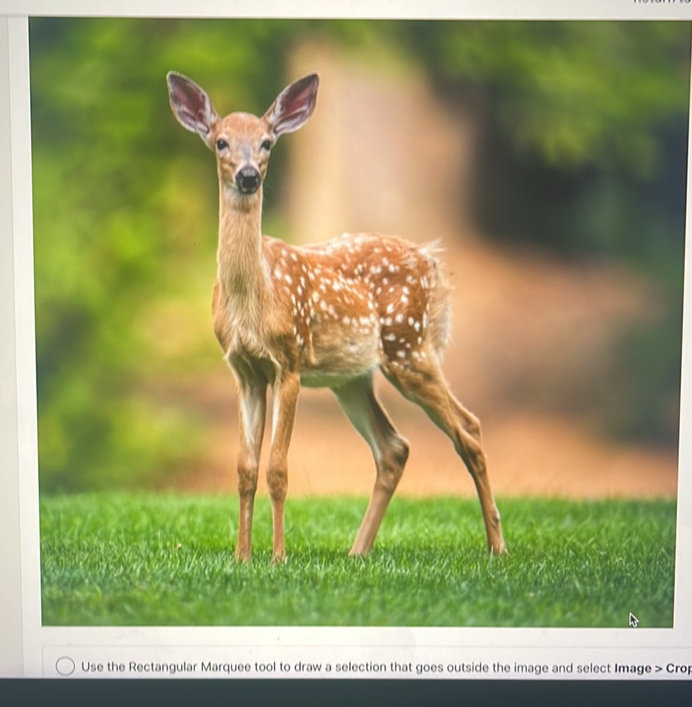 Use the Rectangular Marquee tool to draw a | StudyX