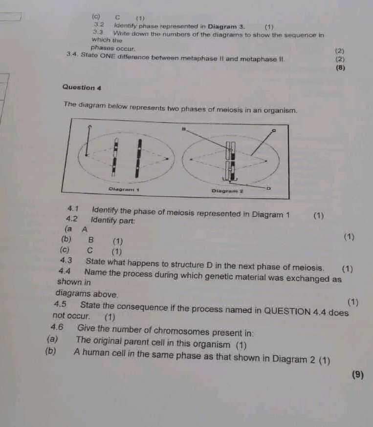 3.2 Identify phase represented in Diagram 3. | StudyX