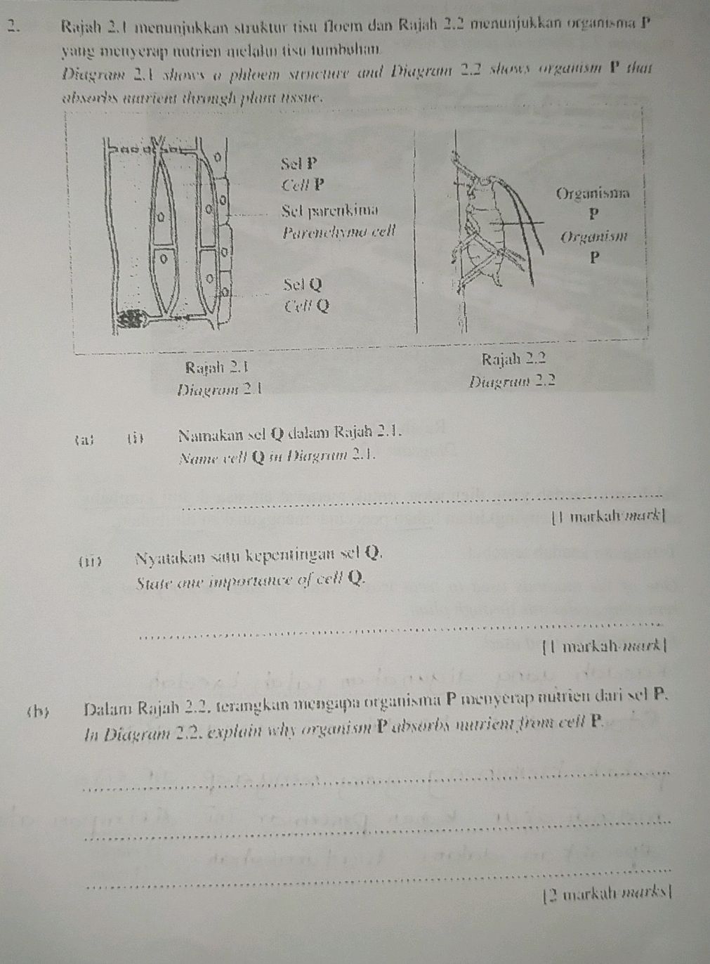 2. Rajah 2.1 menunjukkan struktur tisu floem | StudyX
