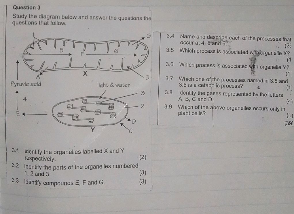 Study the diagram below and answer the | StudyX