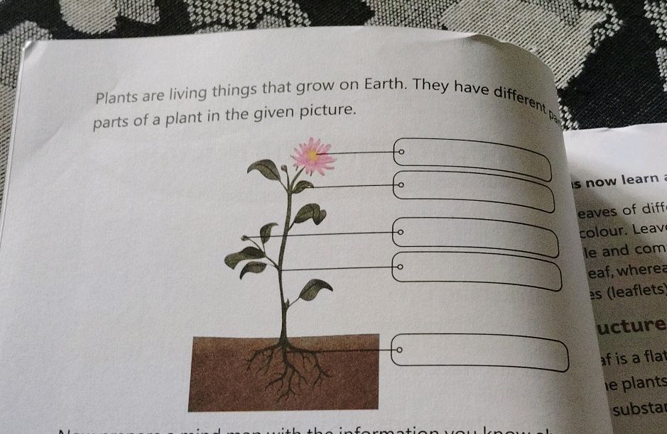 Plants are living things that grow on Earth. | StudyX