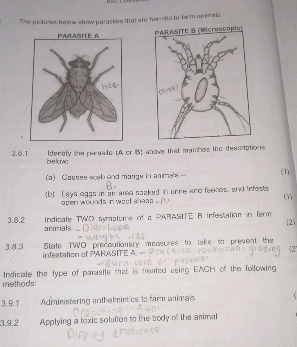 The pictures below show parasites that are | StudyX