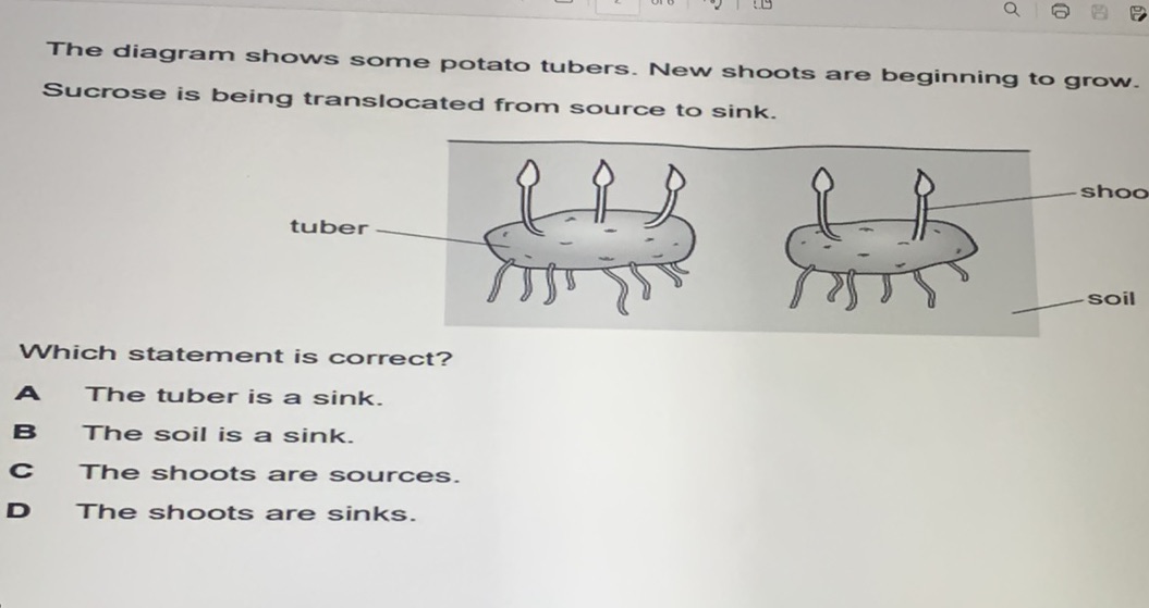 The diagram shows some potato tubers. New | StudyX