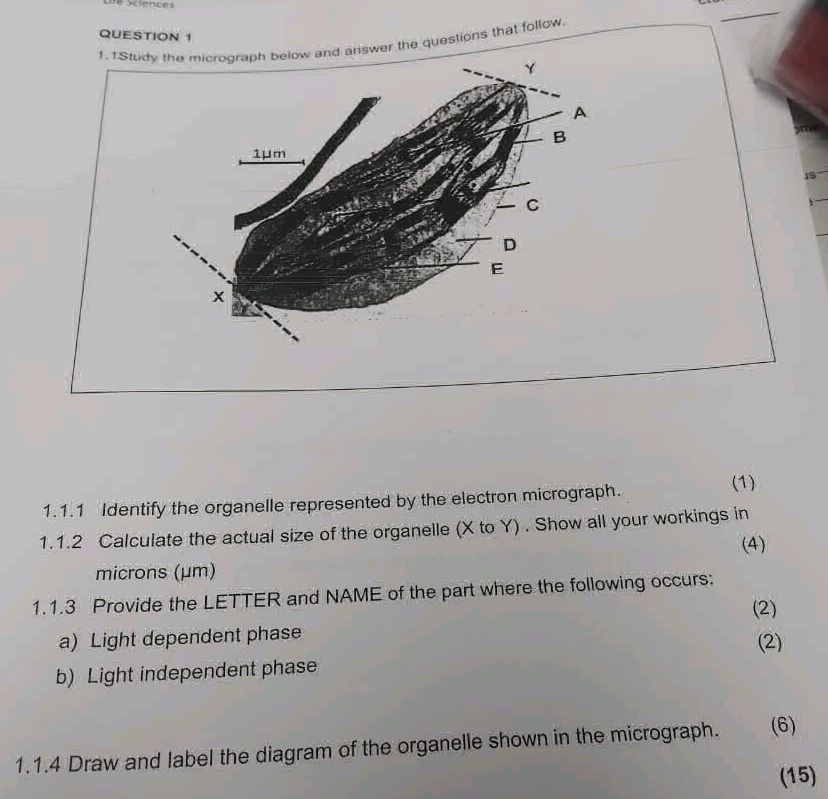 1.1 Study the micrograph below and answer | StudyX