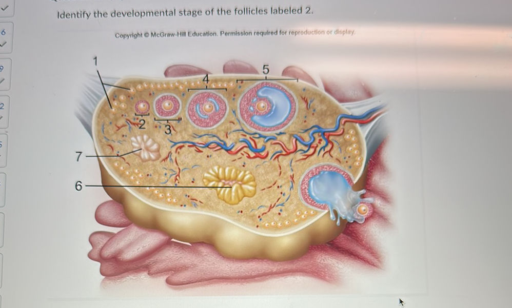 Identify the developmental stage of the