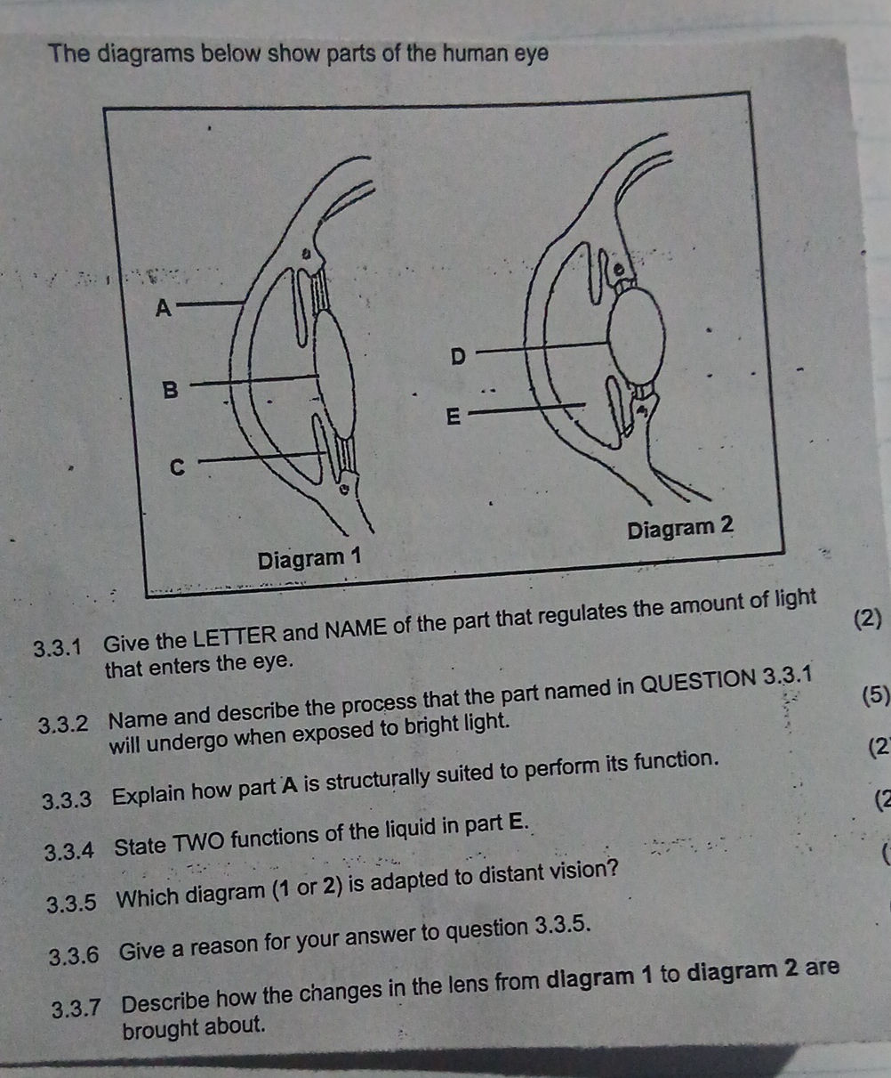 The diagrams below show parts of the human | StudyX