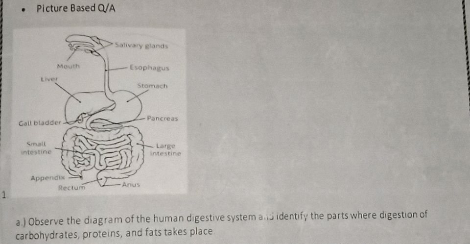 a.) Observe the diagram of the human | StudyX