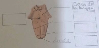 The image shows a diagram of a tongue with | StudyX