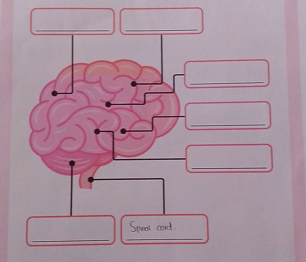 Label the parts of the brain. Spinal cord. | StudyX