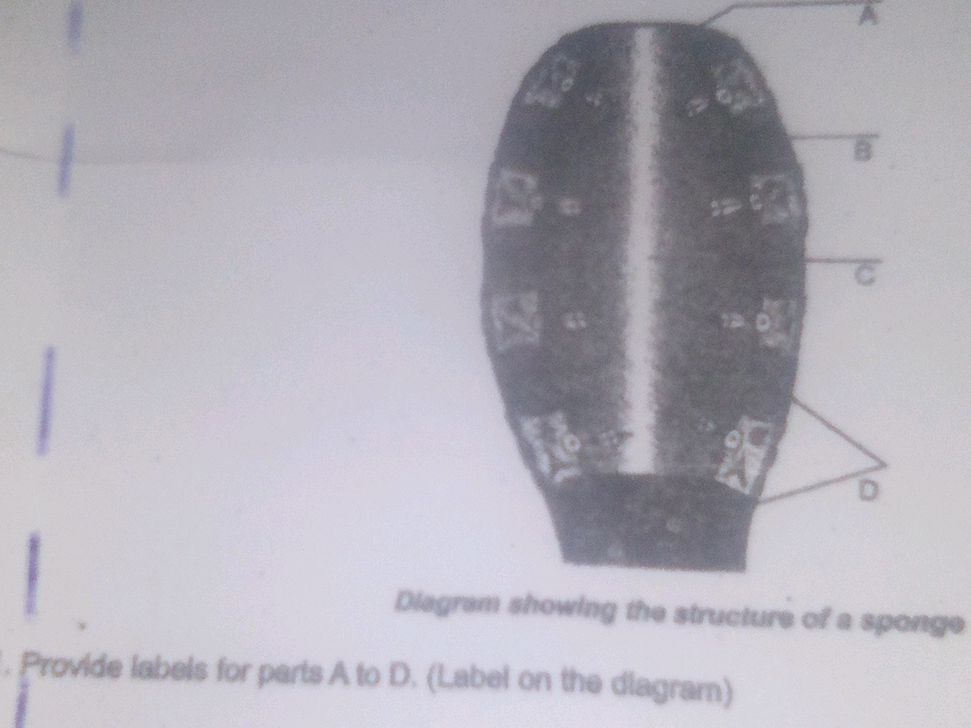 Diagram showing the structure of a sponge. | StudyX