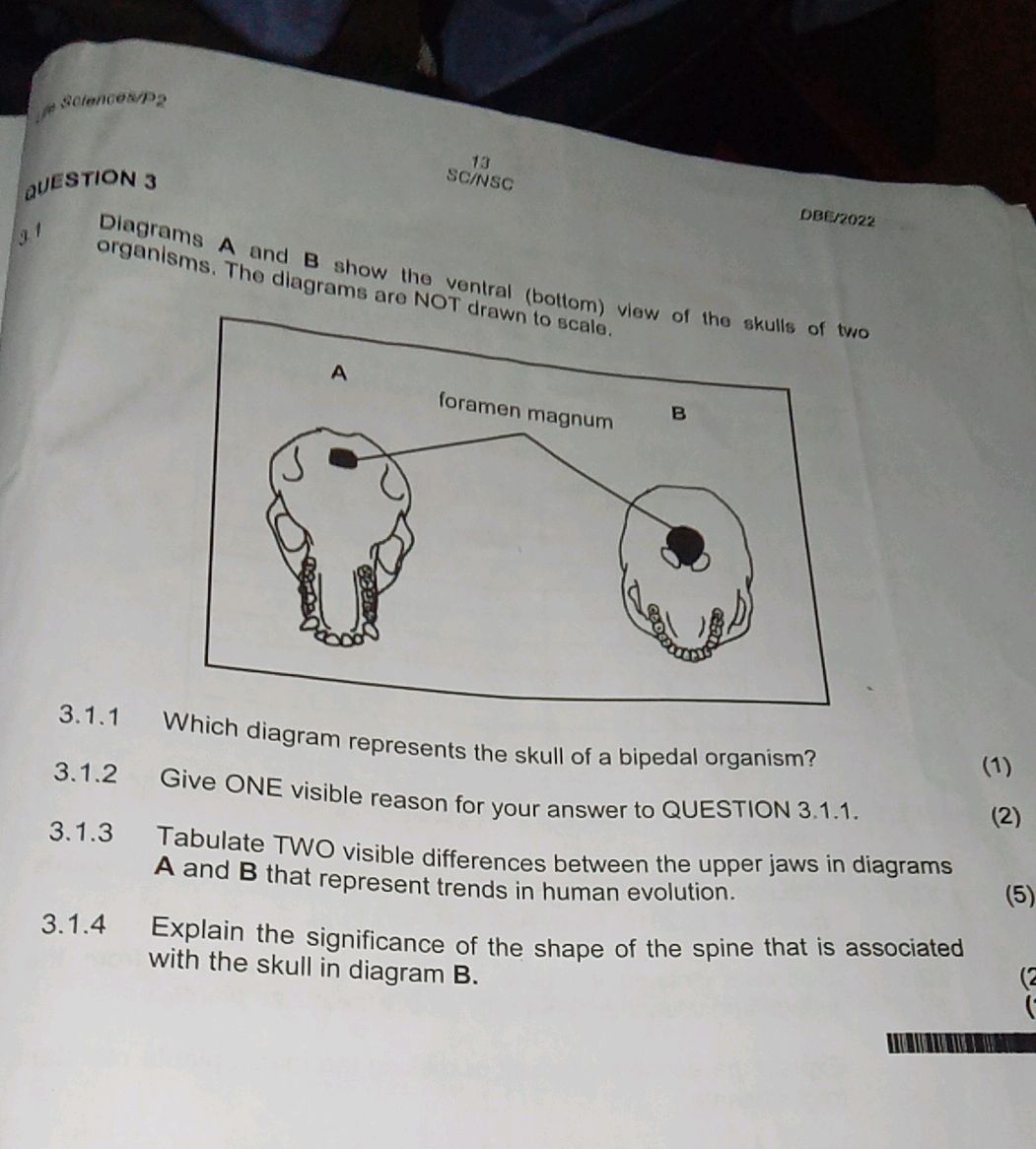 3. Diagrams A and B show the ventral | StudyX