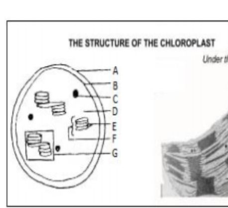The image shows a diagram of a chloroplast | StudyX