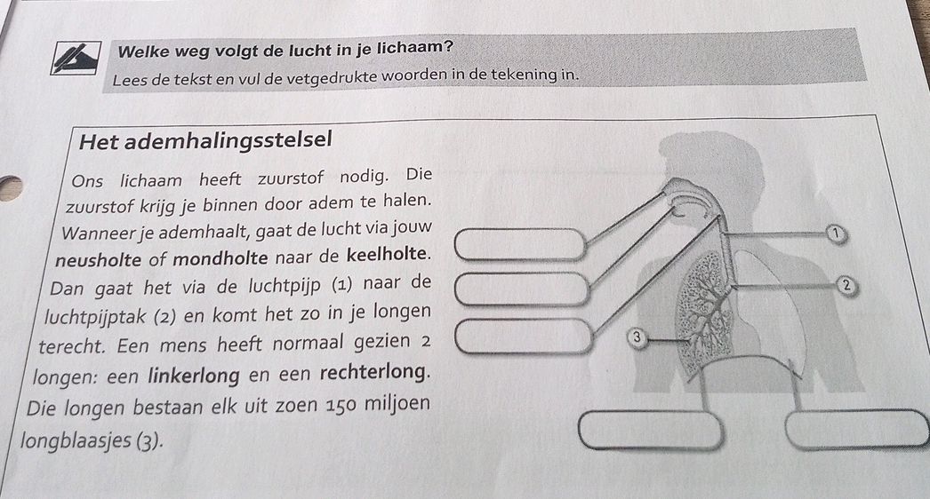Welke weg volgt de lucht in je lichaam? Lees | StudyX