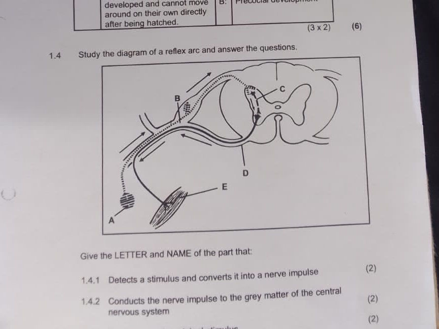 1.4 Study the diagram of a reflex arc and | StudyX