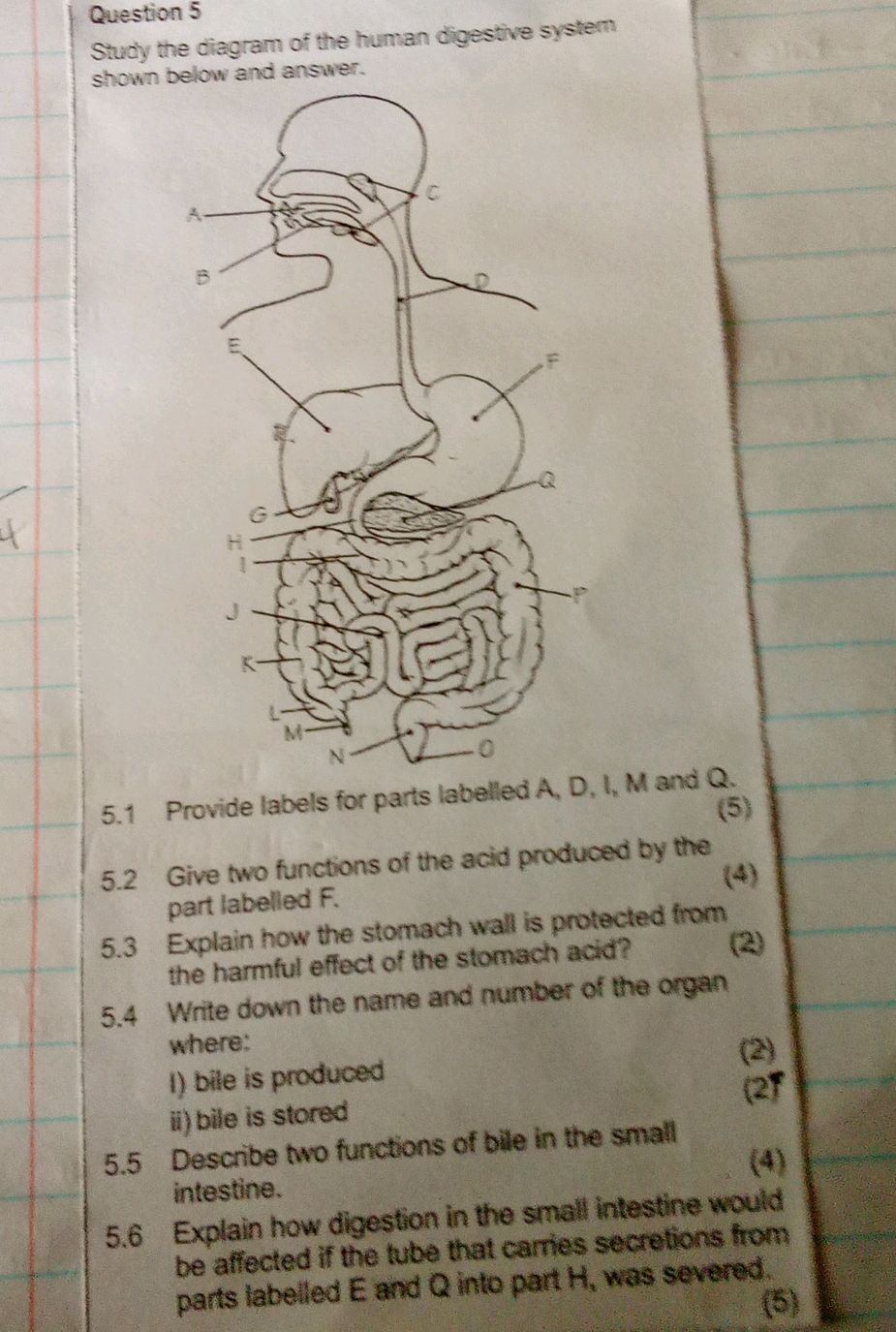 Study the diagram of the human digestive | StudyX