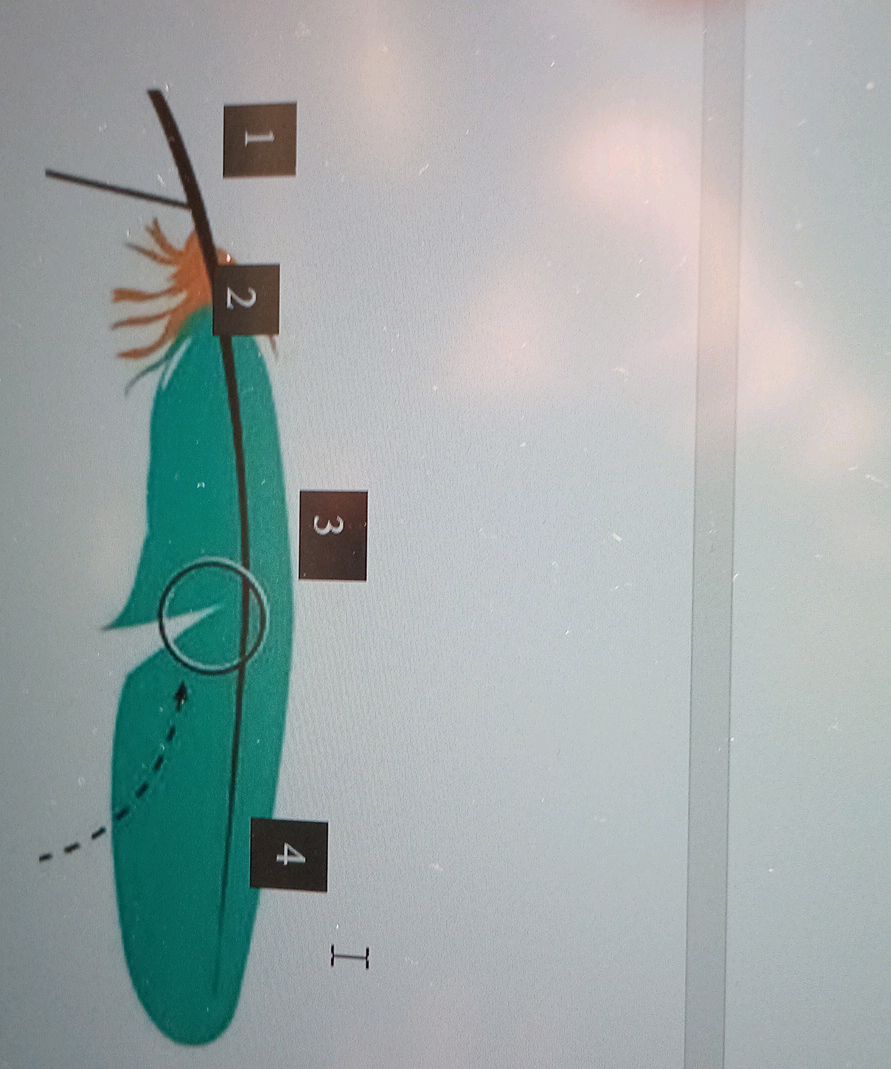 The image shows a diagram of a feather with | StudyX