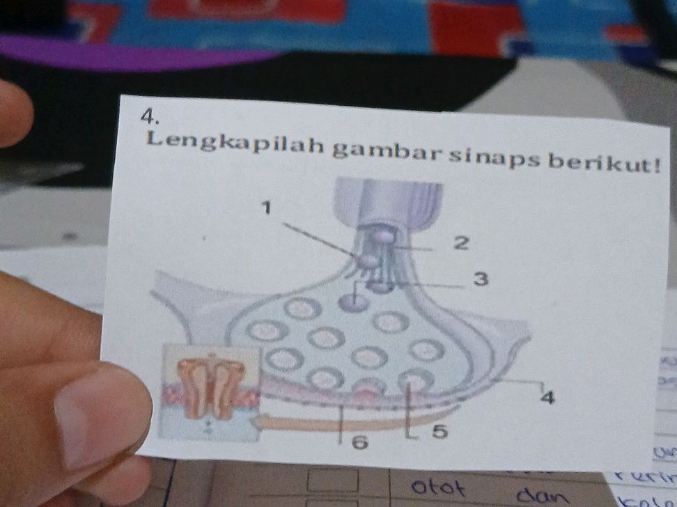 4. Lengkapilah gambar sinaps berikut! 1 2 3 | StudyX