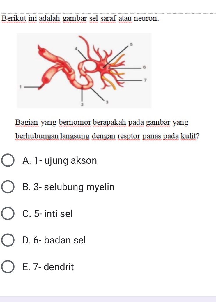 Berikut ini adalah gambar sel saraf atau | StudyX