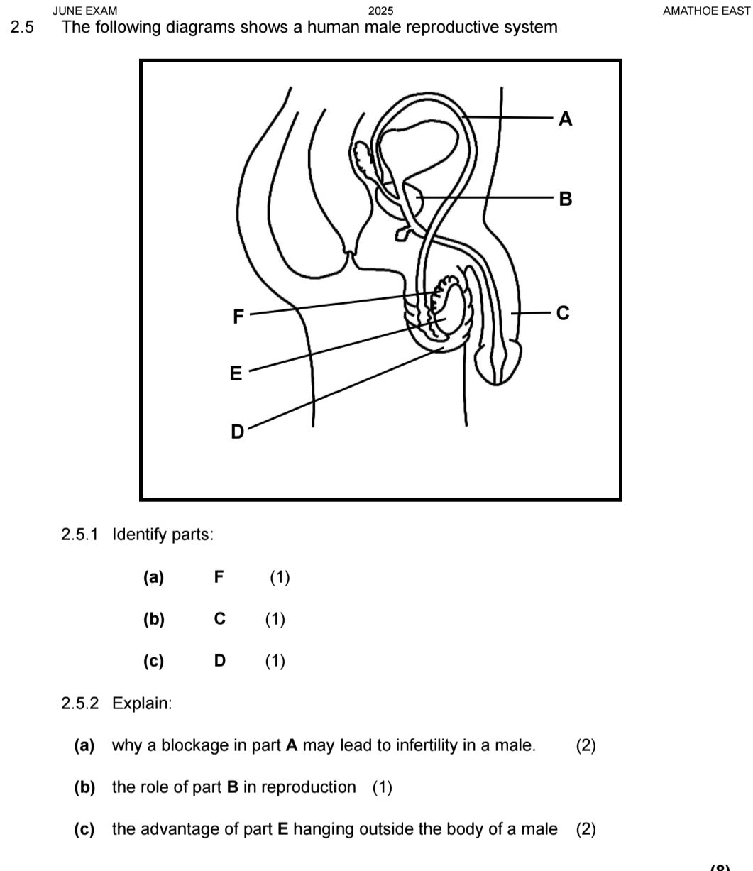The following diagrams shows a human male | StudyX