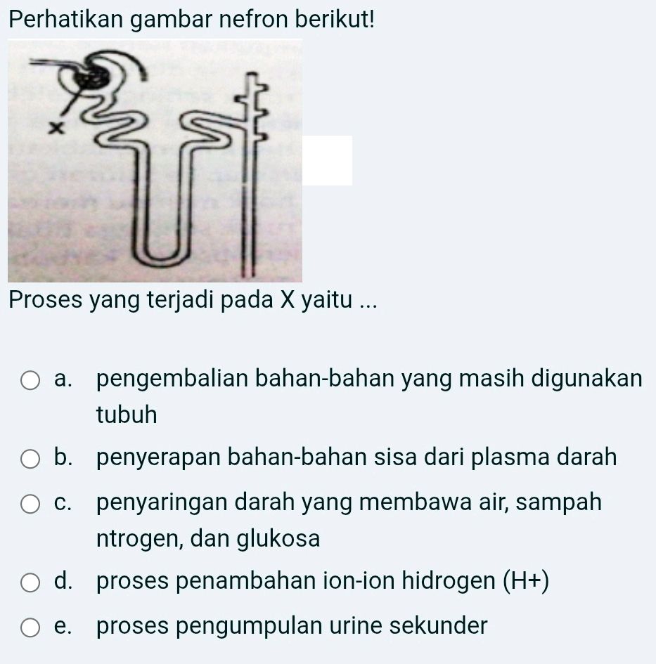 Perhatikan gambar nefron berikut! Proses | StudyX