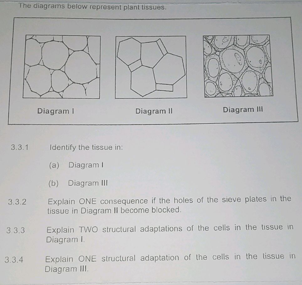 The diagrams below represent plant tissues. | StudyX