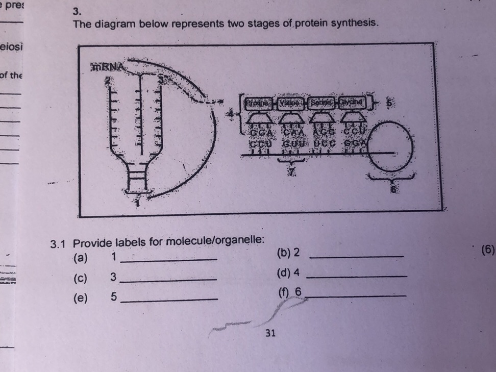 3. The diagram below represents two stages | StudyX
