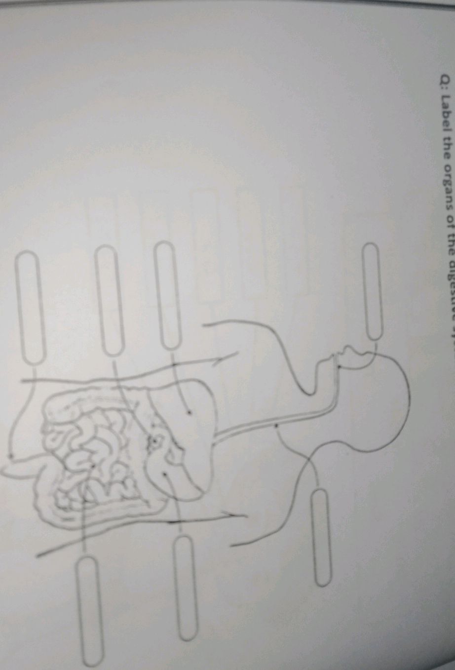 Q: Label the organs of the digestive system. | StudyX