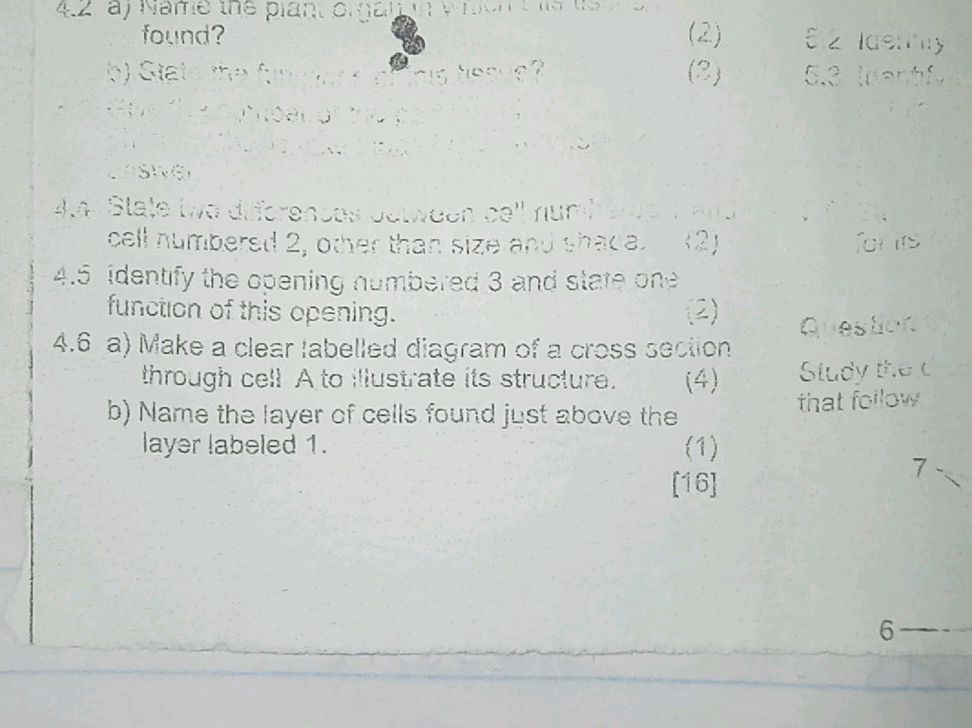 4.2 a) Name the plant organ in which it is | StudyX