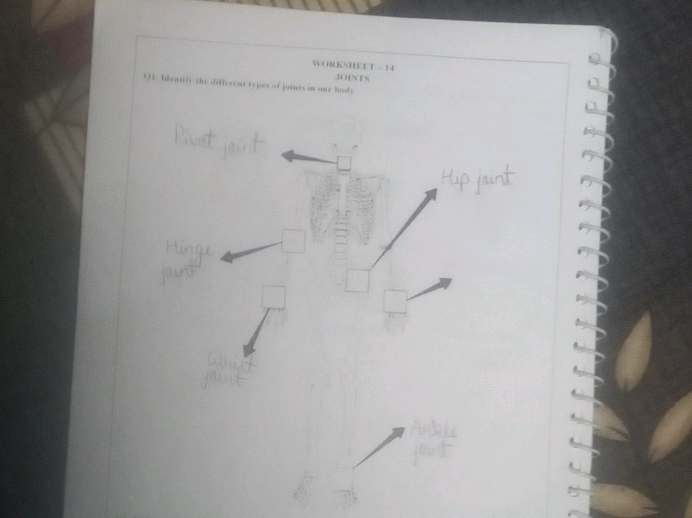 Q1. Identify the different types of joints | StudyX