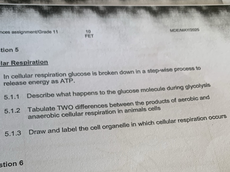 5. Cellular Respiration In cellular | StudyX