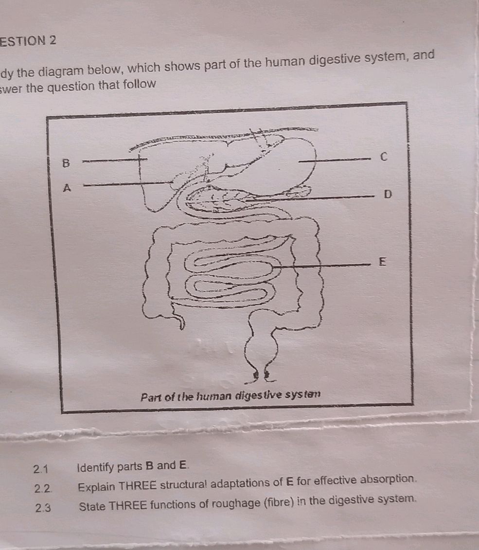 2. Study the diagram below, which shows | StudyX