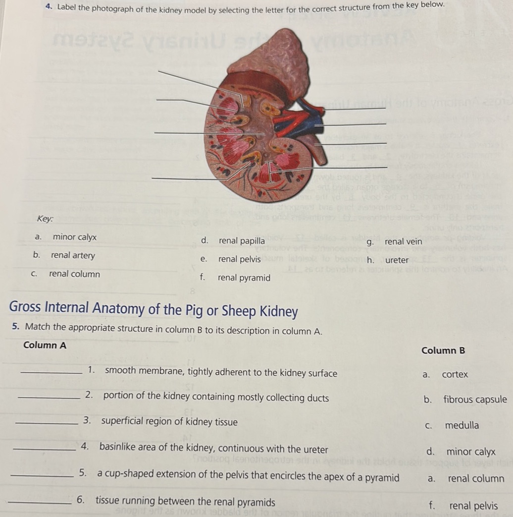 4. Label the photograph of the kidney model | StudyX