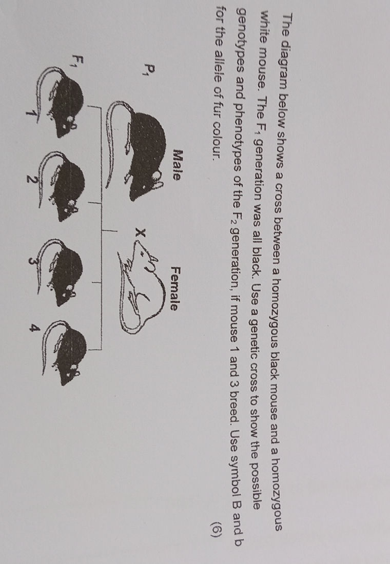 The diagram below shows a cross between a | StudyX