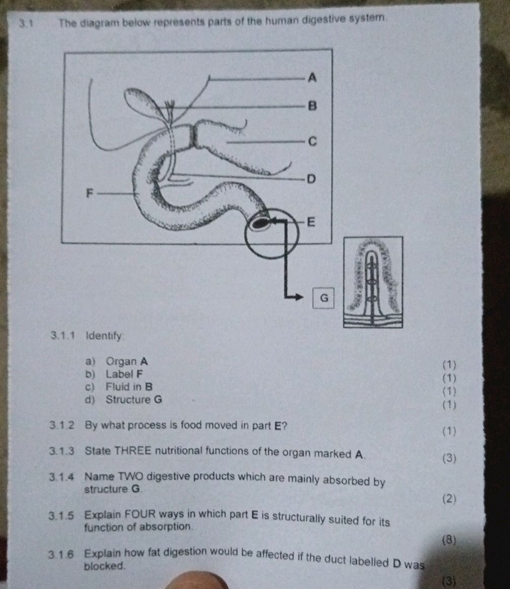 3.1 The diagram below represents parts of | StudyX