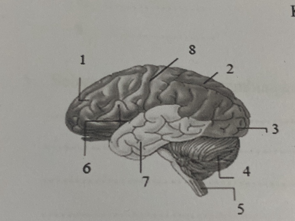 The image shows a diagram of a brain with | StudyX