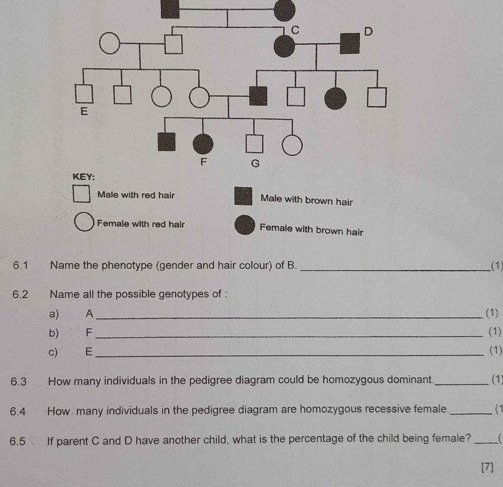 6.1 Name the phenotype (gender and hair | StudyX