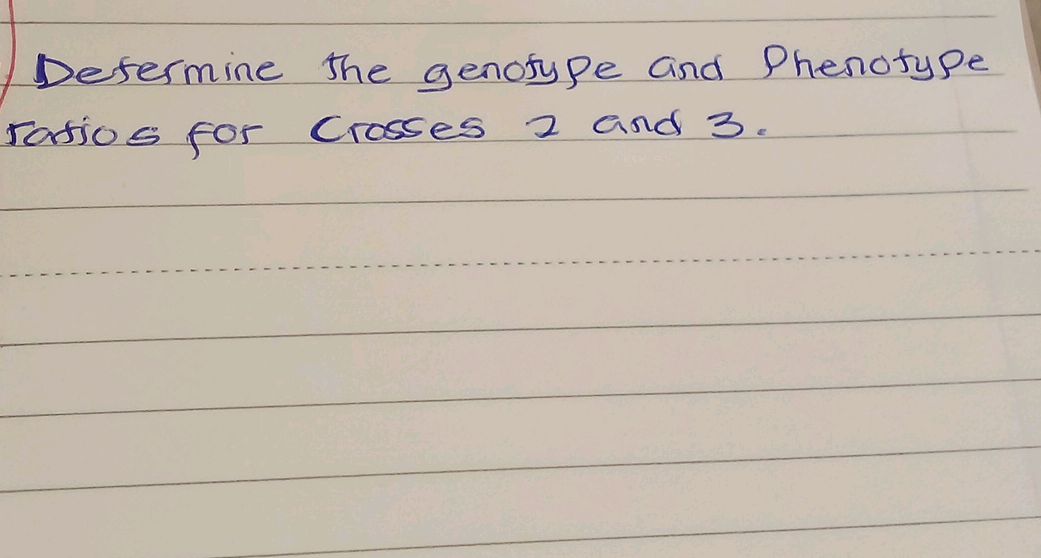 Determine the genotype and phenotype ratios | StudyX