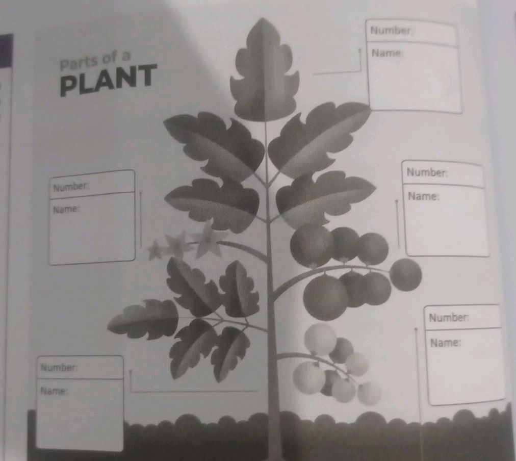 Parts of a PLANT Number: Name: Number: | StudyX