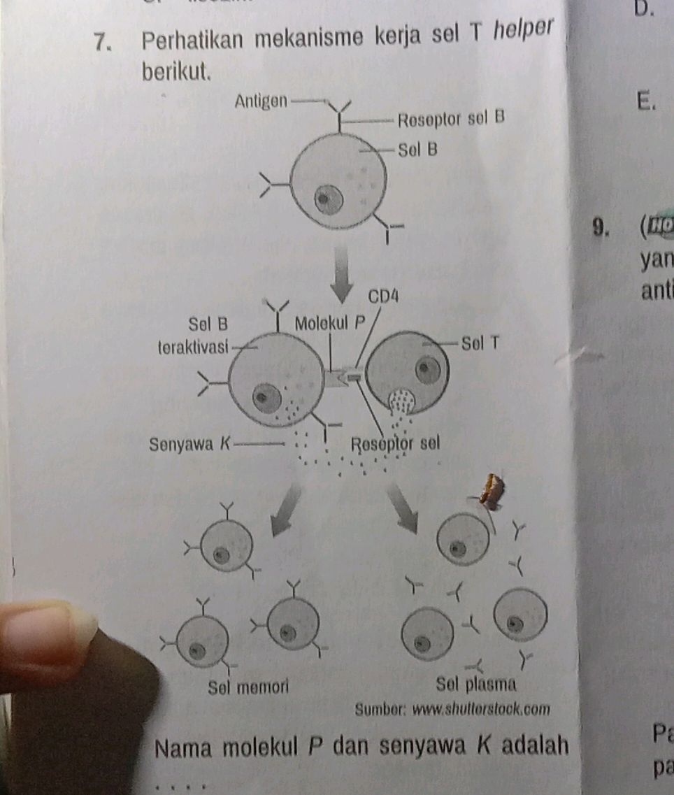 7. Perhatikan mekanisme kerja sel T helper | StudyX