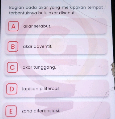 Bagian pada akar yang merupakan tempat | StudyX