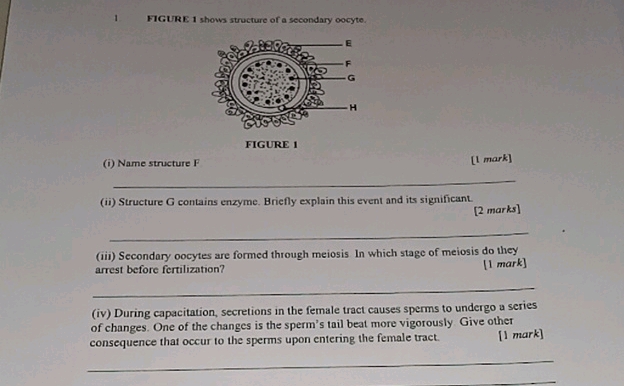 1 FIGURE 1 shows structure of a secondary | StudyX