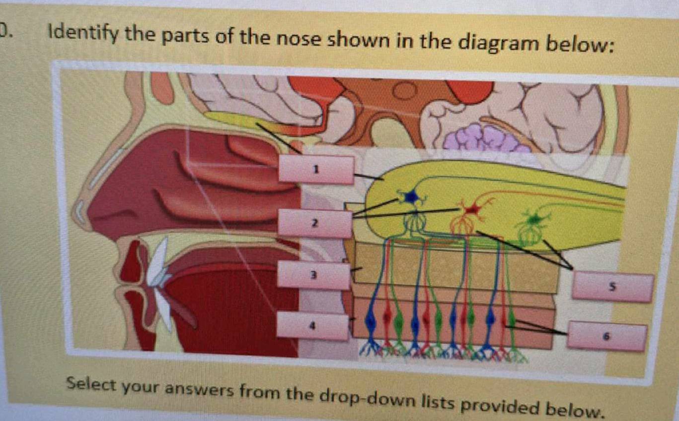 Identify the parts of the nose shown in the | StudyX