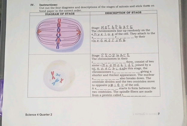 IV Instructions Cut out the four diagrams | StudyX