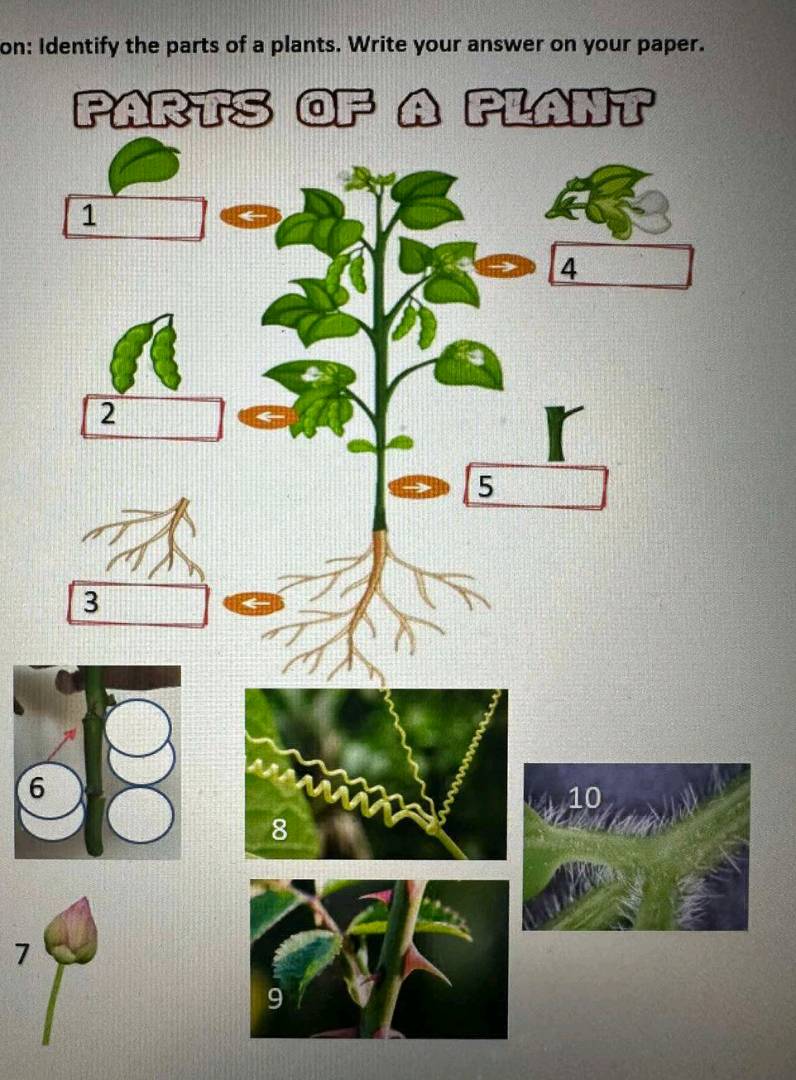 on Identify the parts of a plants Write your | StudyX