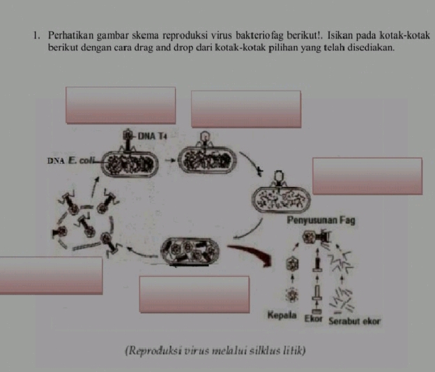 1 Perhatikan gambar skema reproduksi virus | StudyX